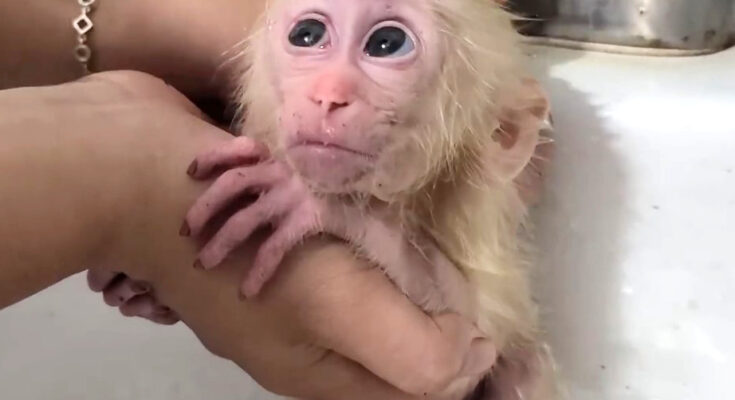 How Monkeys Communicate: Understanding Their Language and Social ...